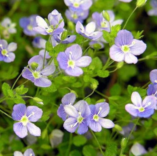 Veronica repens 1 X 9cm pot plant Creeping Speedwell | eBay UK