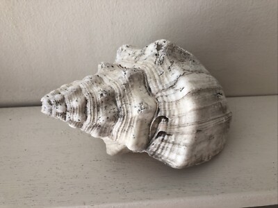 Large Sea Shells for sale | eBay