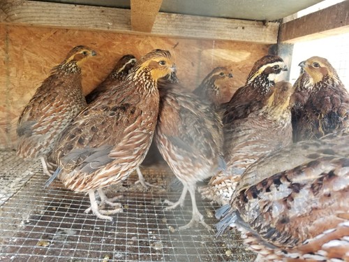 15 + Georgia Giant Bobwhite Quail Fertile Hatching Eggs | eBay