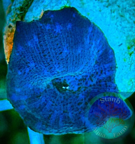 SAF~”WYSIWYG”Blue Discosoma Mushroom Coral, Shroom, Rhodactis, Ricordia ...