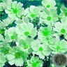 FLOWER COSMOS BIPINNATUS SEASHELLS MIX 500 FLOWER SEEDS | eBay