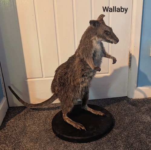 Taxidermy Wallaby, Skulls, Bones, Animal Skull, Curio, Home Decor ...