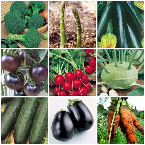 450 MEGA PACK VEGETABLE SEEDS 9 VARIETY | eBay