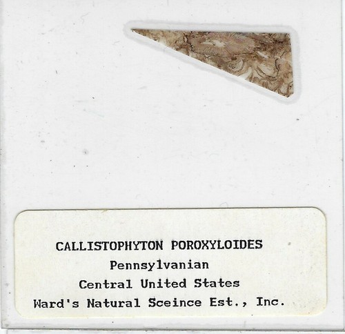 Coal Ball Peel of Callistophyton poroxyloides Microscope Slide | eBay
