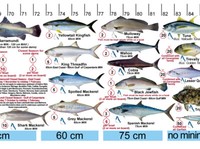 Australian Fish Identification - Fisherman's Guide NSW - LAMINATED ...