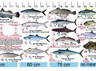 Fish Identification - Fisherman's Guide QLD & GBR - LAMINATED - WALL ...