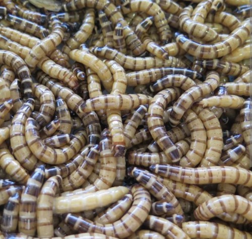 50 Live Super Worms | eBay