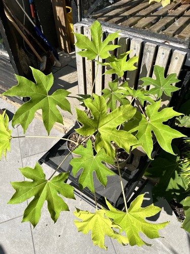 Tetrapanax Papyrifer - Chinese Rice Paper Plant. 1L. Tropical | Exotic ...
