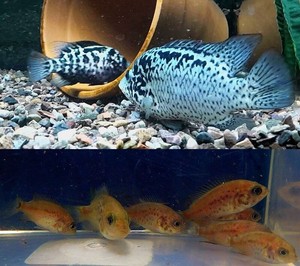 qualitykilli | eBay Stores