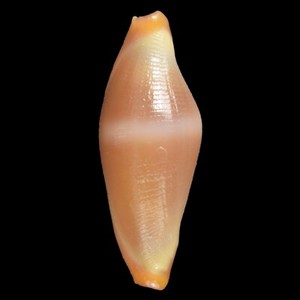 xavishells | eBay Stores