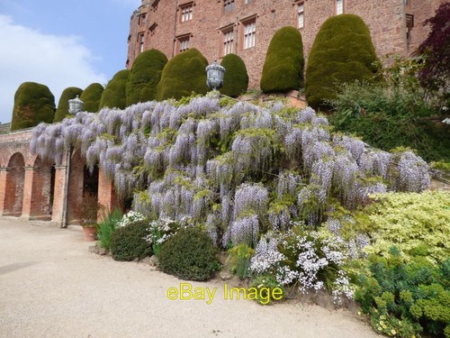 Photo 6x4 Wisteria on the side of the Aviary at Powis Castle Welshpool ...