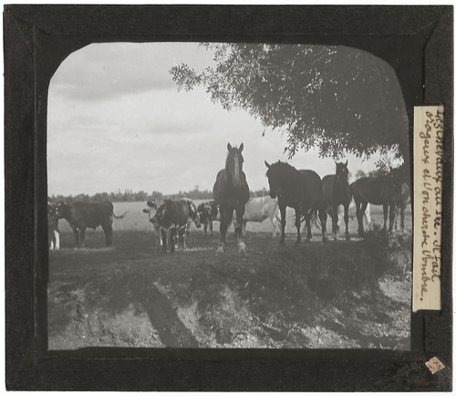 Countryside France, Horses Cows To Pre, Photo Plate Glass, Positive | eBay