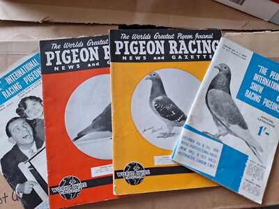 Racing Pigeon for sale | eBay