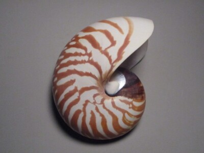 Nautilus Shells for sale | eBay