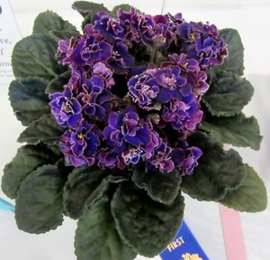 Bloomlovers Violets | eBay Stores