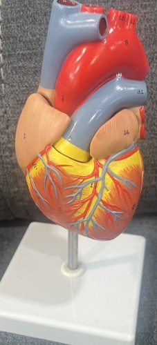 Axis Scientific Heart Model, 2-Part Deluxe Life Size Human Heart ...