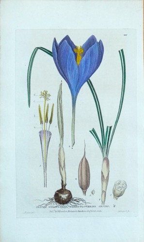 Antique Botanical Print CROCUS NUDIFLORUS Baxter Engraved Flower Print ...