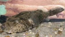 Live Aquarium Puffer Fish for sale | eBay