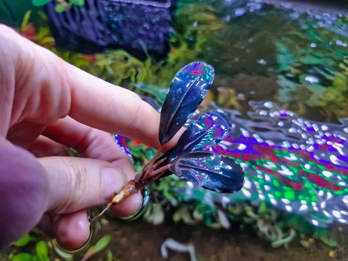 Bucephalandra metallic Blue 1 Rhizome 5cm Rare Plants Aquarium | eBay