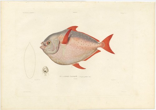 Antique Fish Print of the Lampris Guttatus 'Opah' | eBay