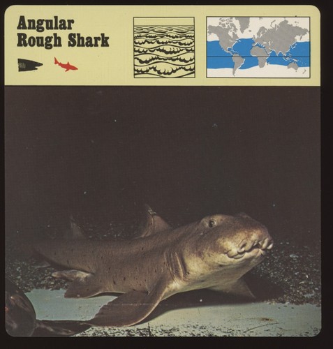 Angular Rough Shark Safari Cards Rencontre Fish | eBay