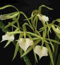 Machiela's Orchids | eBay Stores