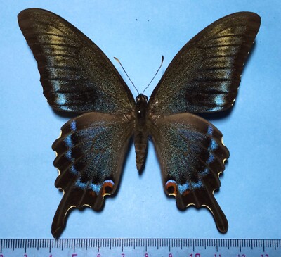 Papilio for sale | eBay