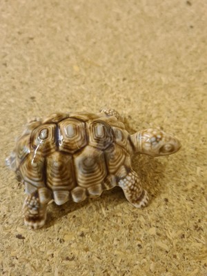 Wade Tortoise for sale | eBay