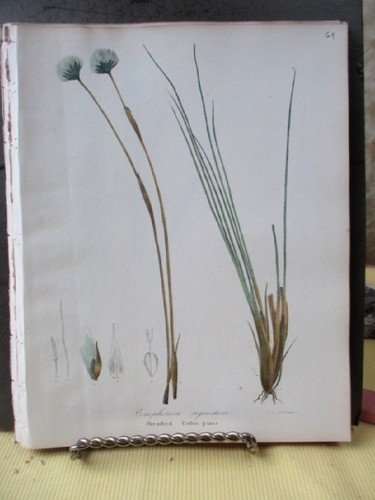 Vtg Print, SHEATHED COTTON_ GRASS, 1843, NY BOTANY, Torrey, Color, 11x9 ...