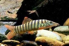 Sinibotia robusta Botia like loaches from China - Just Cichlids