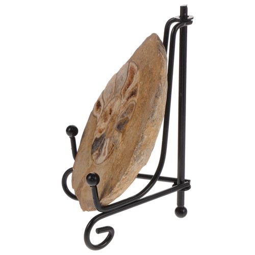 Ornament Model Decor Specimen Decoration | eBay UK