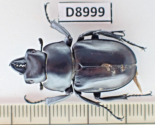 D8999. Insects, Beetles, Lucanidae: Neolucanus sp. Vietnam, Ha Giang | eBay