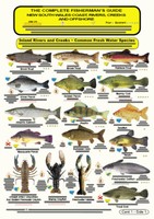 Australian Fish Identification - Fisherman's Guide NSW - LAMINATED ...