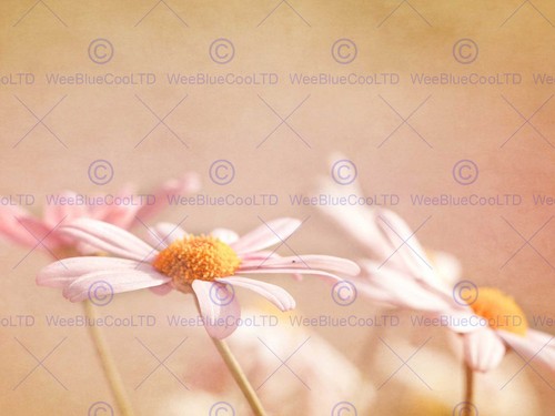 PINK VINTAGE DAISY FLOWERS PHOTO ART PRINT POSTER PICTURE BMP1157A ...