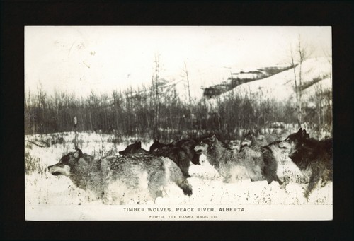 Timber wolves Peace River Alberta - A pack of wolves in the mounta- Old ...