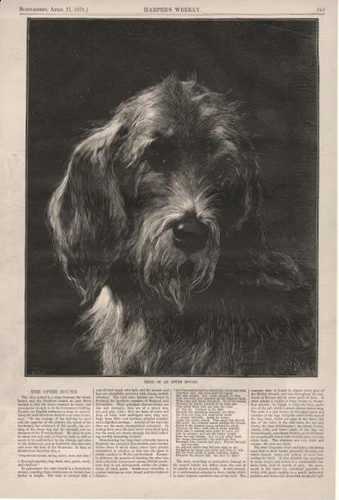 Head of an Otter Hound - Hunting Dog - 1878 | eBay