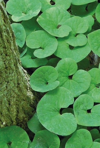 5 Wild Ginger Asarum Canadense Woodland Bare root PREMIUM NATIVE Roots ...