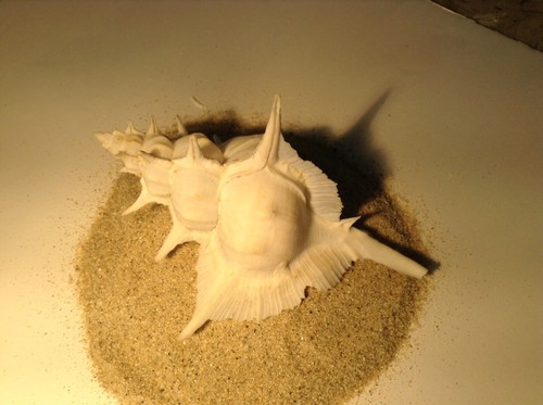 vintage,Murex Alabaster, 133mm, Operculum, Specimen, Philippines | eBay