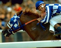 SECRETARIAT - ORIGINAL 8X10 1973 HEAD SHOT PHOTO AT BELMONT PARK! | eBay
