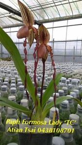 Queensland Orchid Biotechnology | eBay Stores