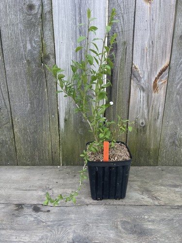 1gal Potted Goji Berry ( Lycium barbarum ‘CRIMSON STAR’ ) Plant READY ...