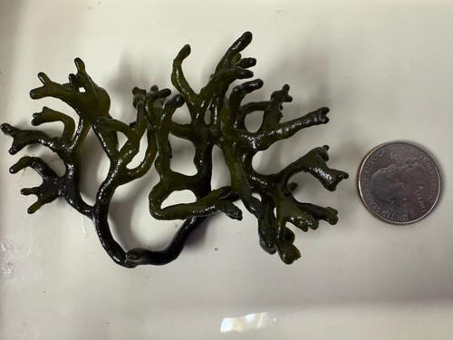 Codium Dead Man's Fingers Green Macro Algae Saltwater Marine Refugium ...