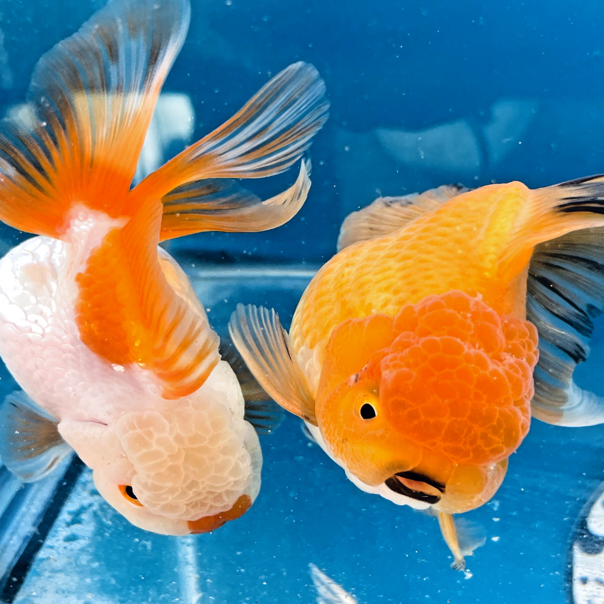 Pez Dorado Vivo Real Las Mejores Ofertas En Principiante Acuario Pez