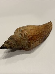 SARASOTA EXOTIC SHELLS | eBay Stores