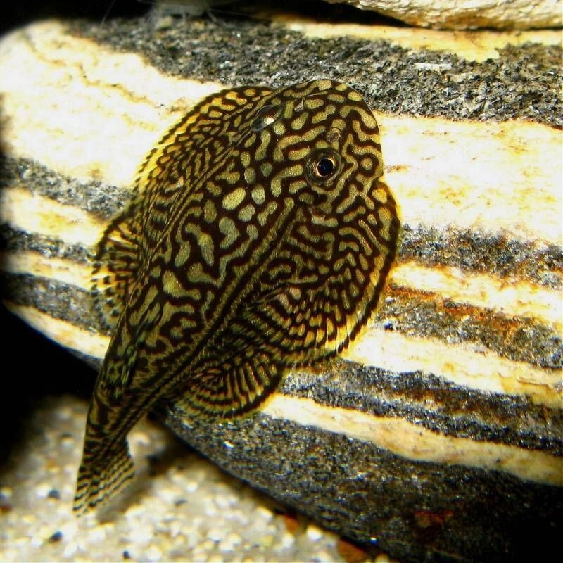 Live Aquarium Fish for Sale - eBay