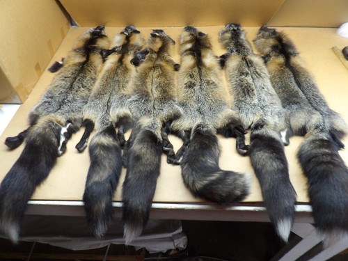 Tanned #1 Alaskan Cross Fox Hides Top Lot/Furs/Taxidermy/Crafts/Freshly ...