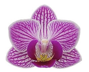 Machiela's Orchids | eBay Stores