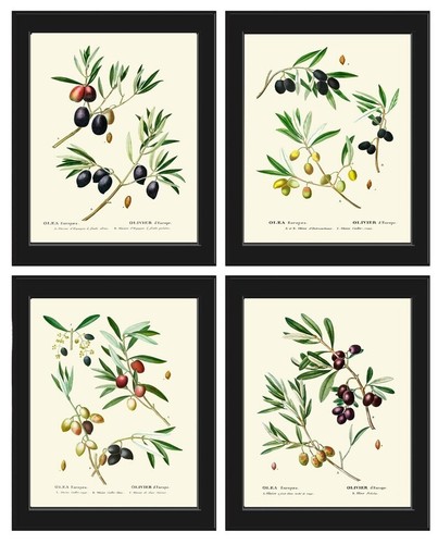 Olive Tree Branch Botanical Print Set of 4 Beautiful Antique Vintage ...