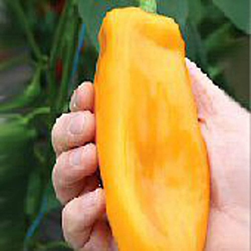 Big Daddy Sweet Peppers Seeds (25+ Seeds) | eBay