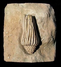 Crinoid Fossils for sale | eBay